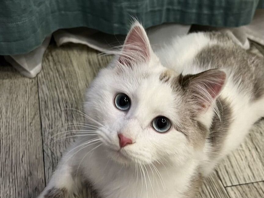 Котенок в добрые руки