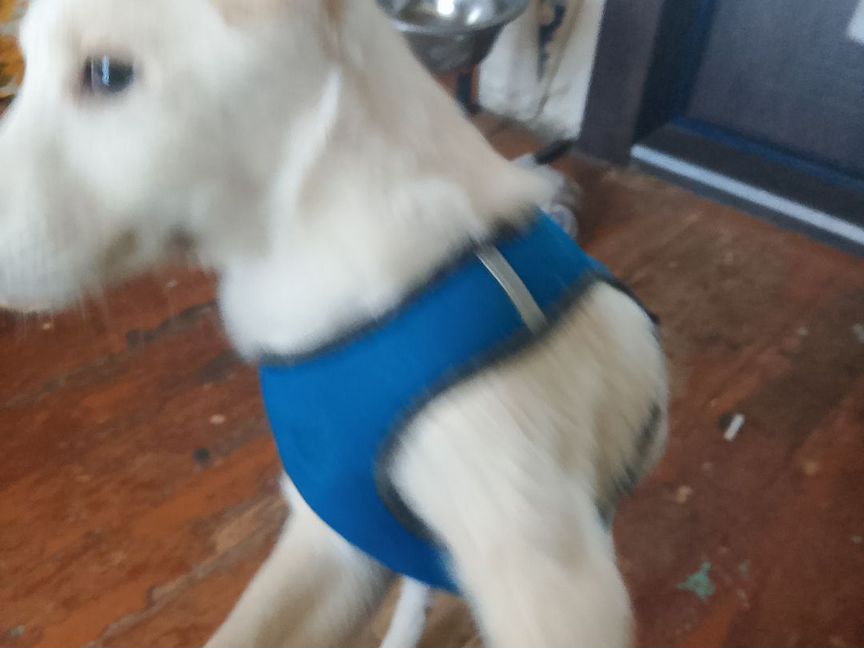 Швейцарская белая овчарка (пастушья)