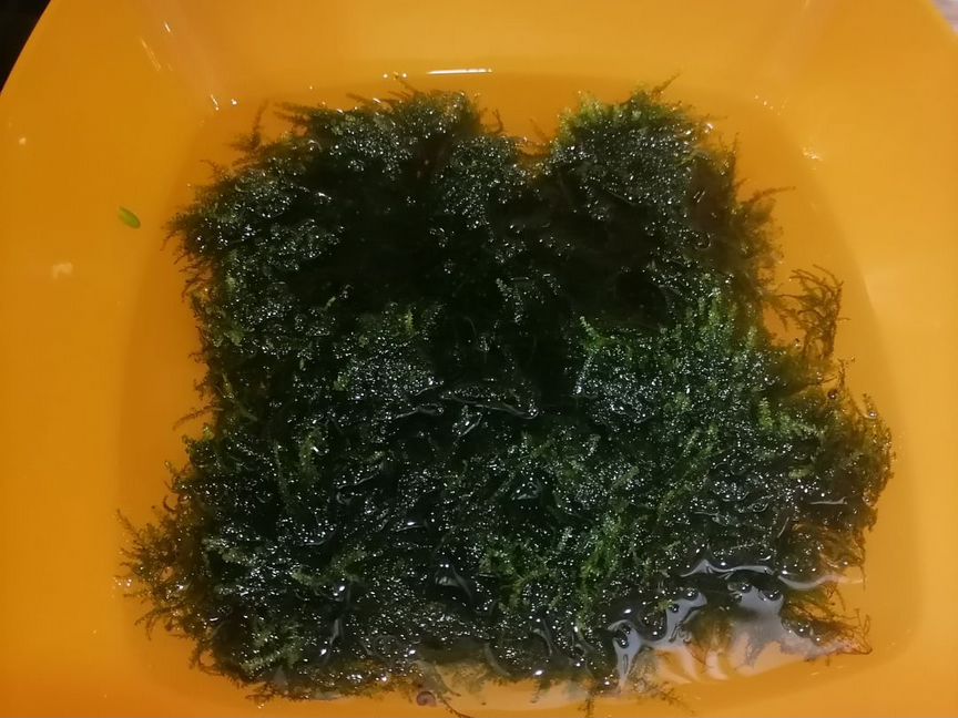 Мох рождественский