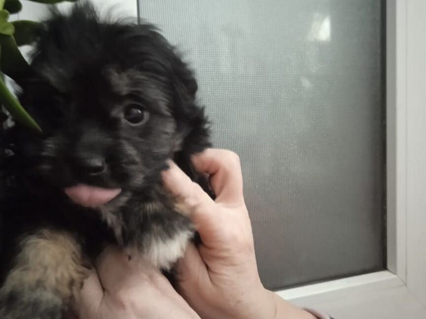 Йоркширский терьер