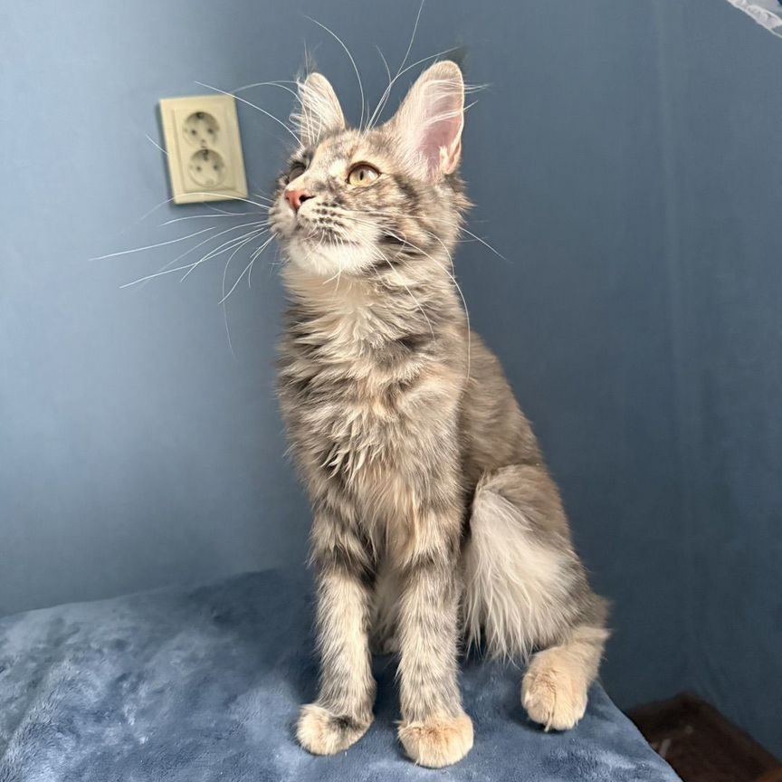 Мейн-кун котёнок