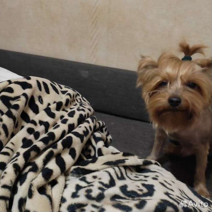 Потерялся йорк