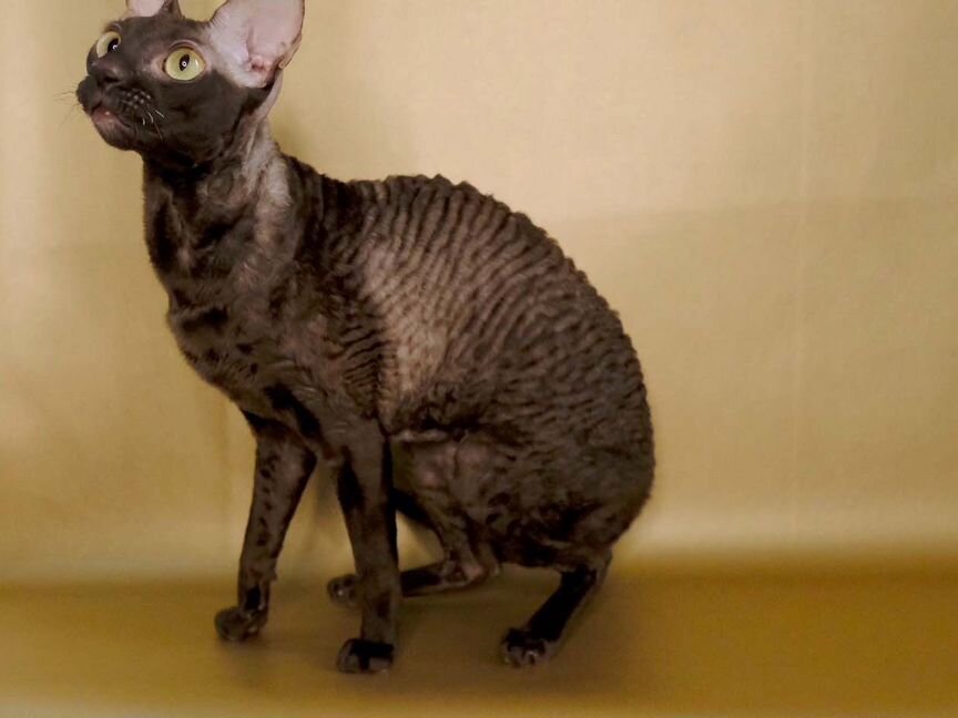 Кошечка компарьон