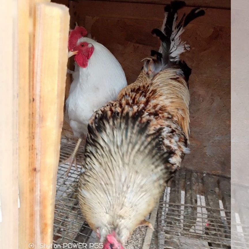 Молодые петухи