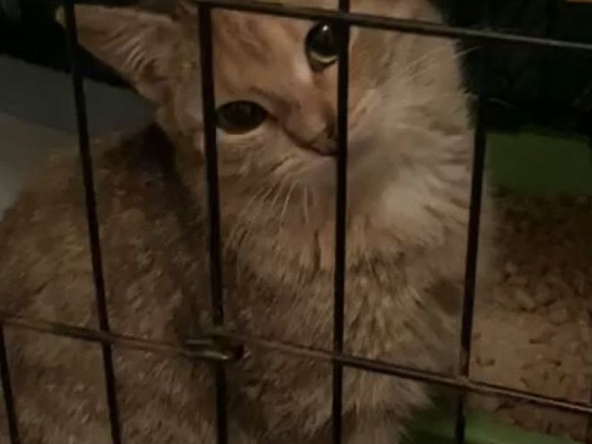 Милая кокетка