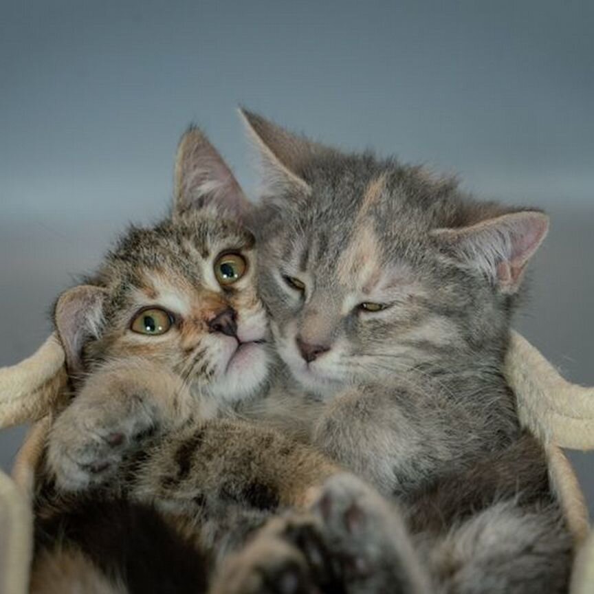 Котята в добрые руки сестрички 3-4 месяца