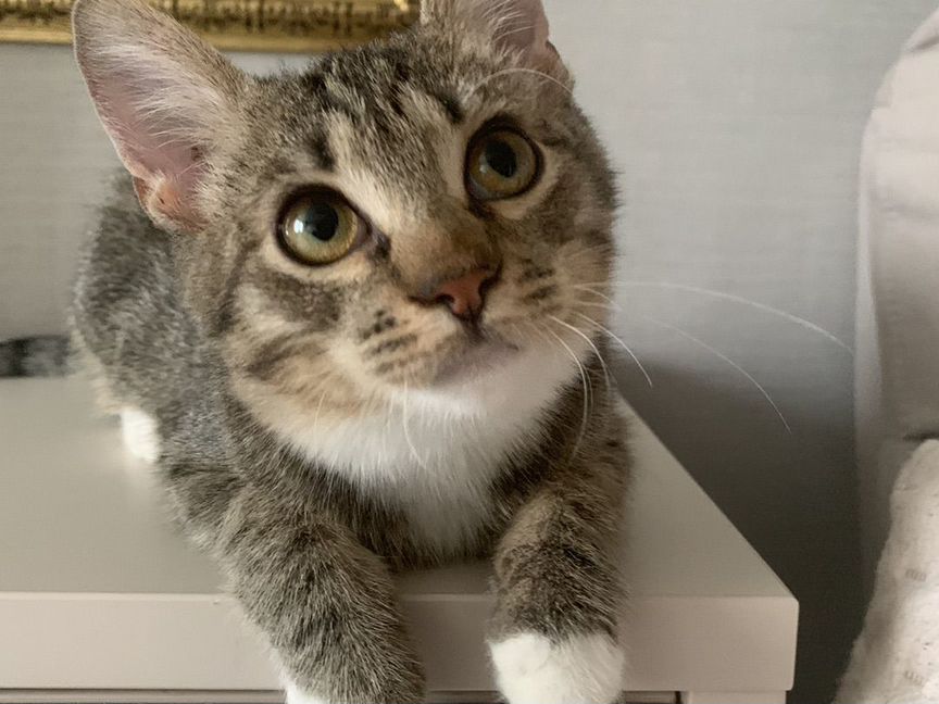 Костик