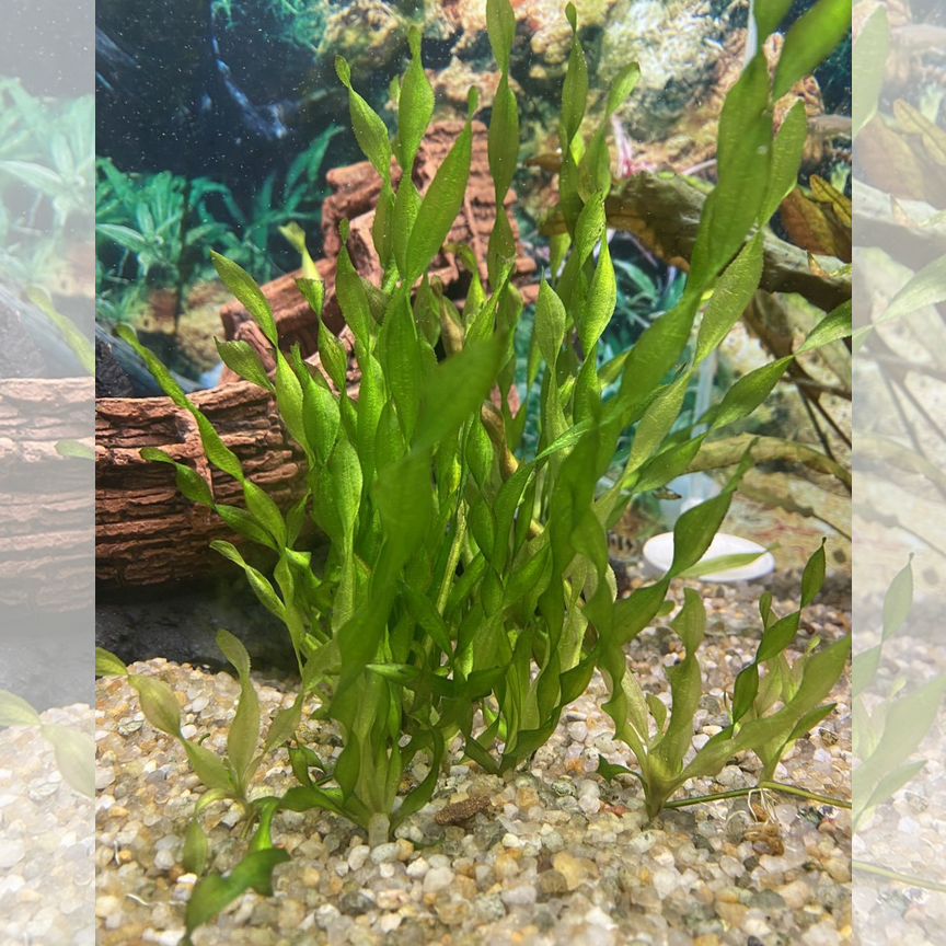 Аквариумное растение