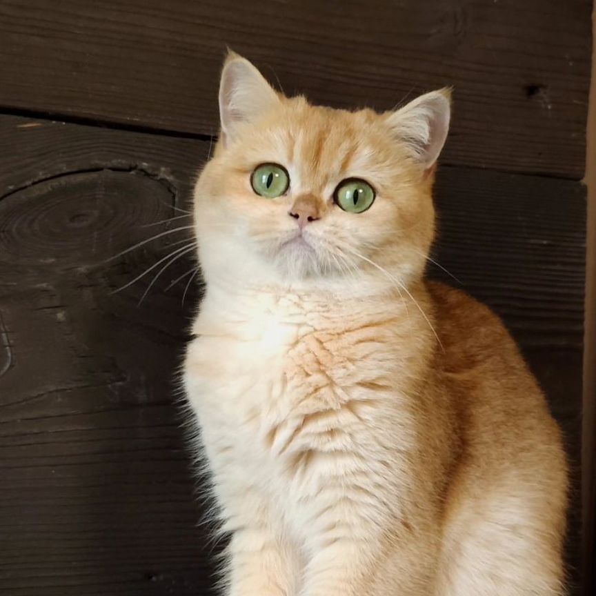 Кошка золотая шиншилла