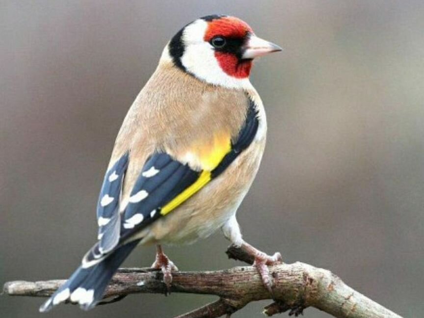 Щеглы, Канар, Канарейки