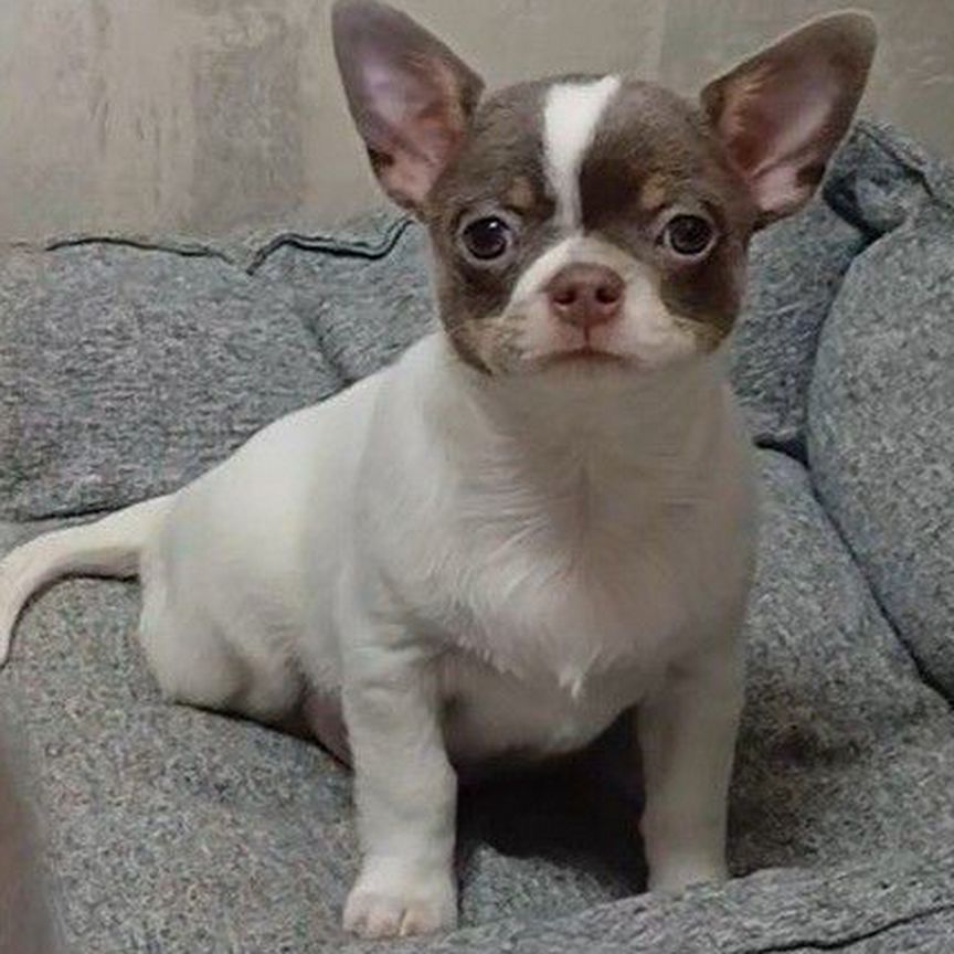 Чихуахуа, щенок