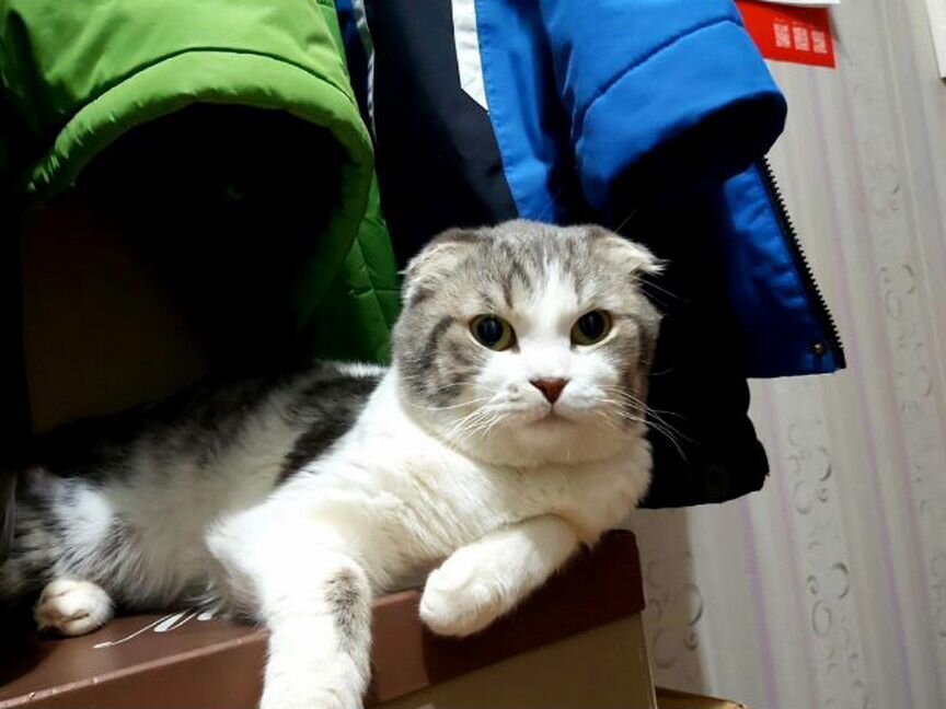 Кот для вязки