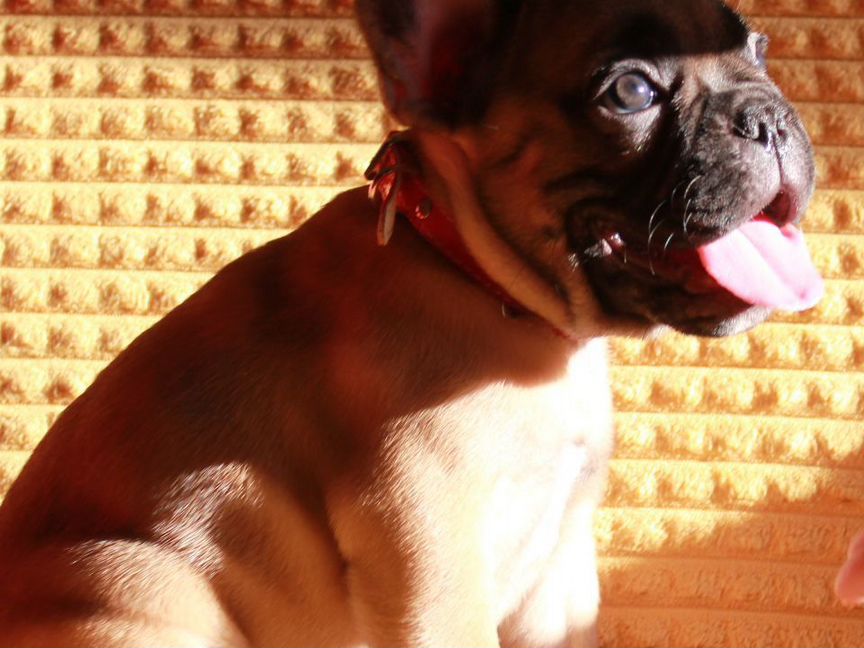 Французский бульдог щенки