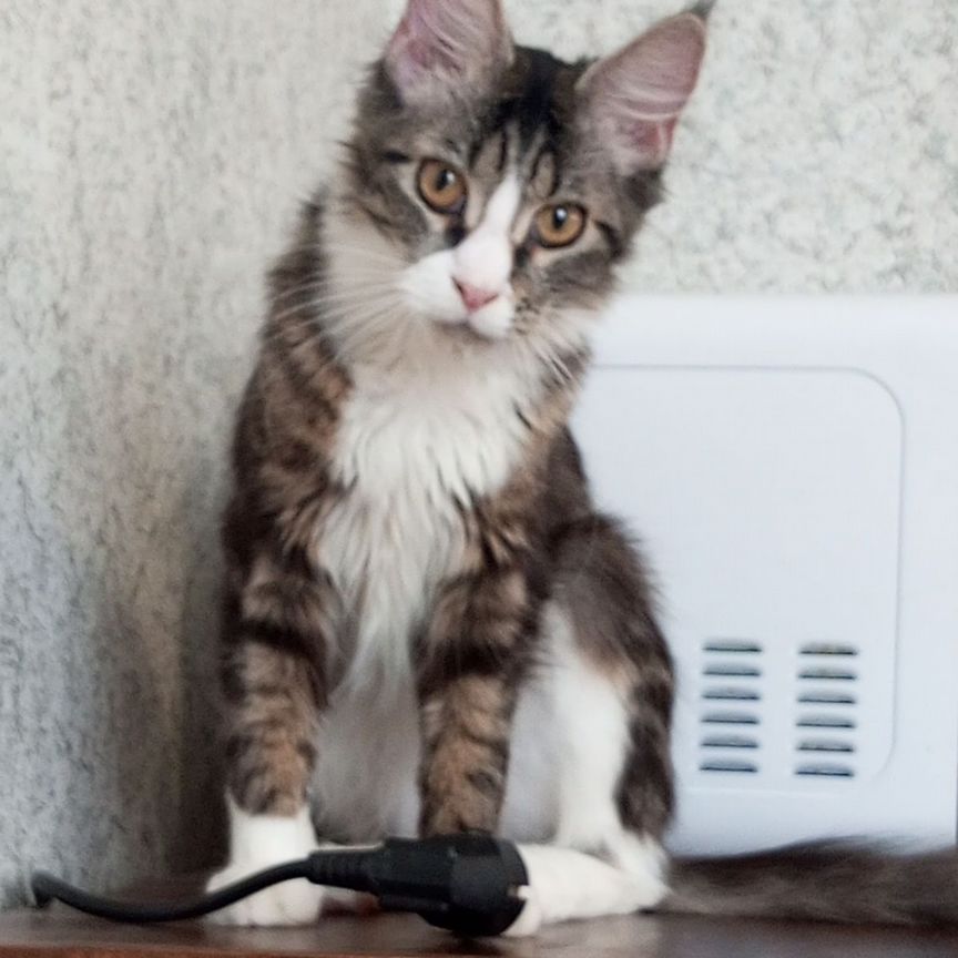 Домашние животные кошки