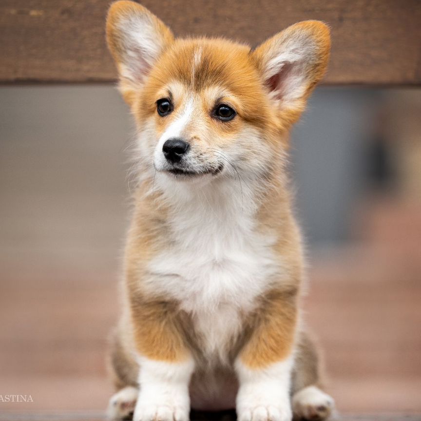 Вельш Корги Пемброк, щенок