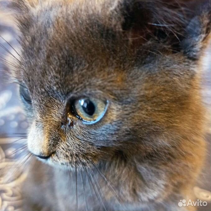 Месячный котёнок (котик) ищет дом