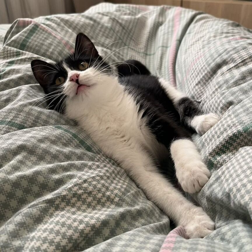 Отдам котенка в добрые руки