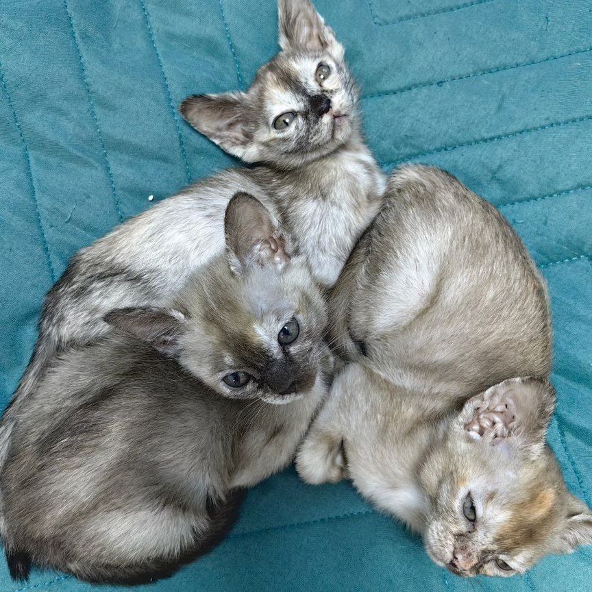 Европейский бурманский котёнок