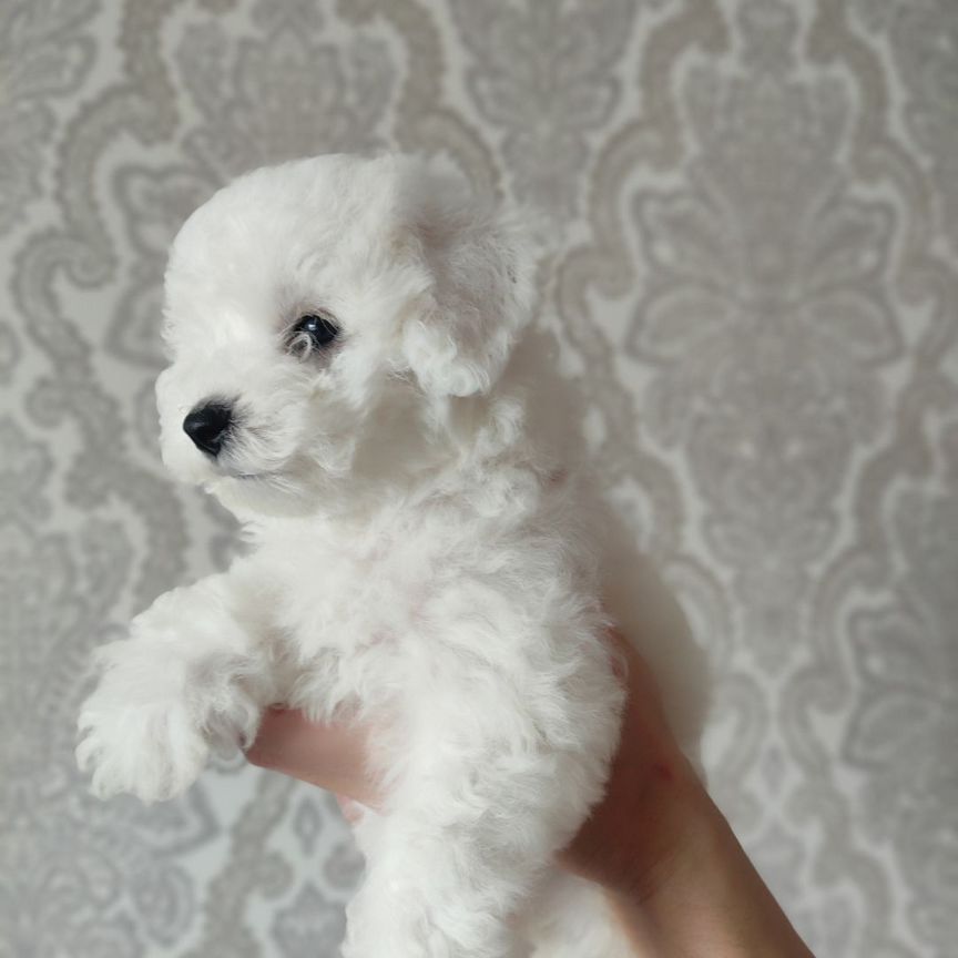 Щенки бишон фризе