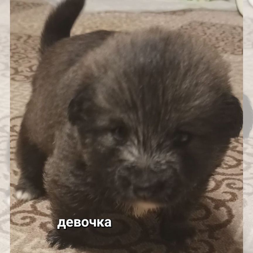 Лайка, щенок