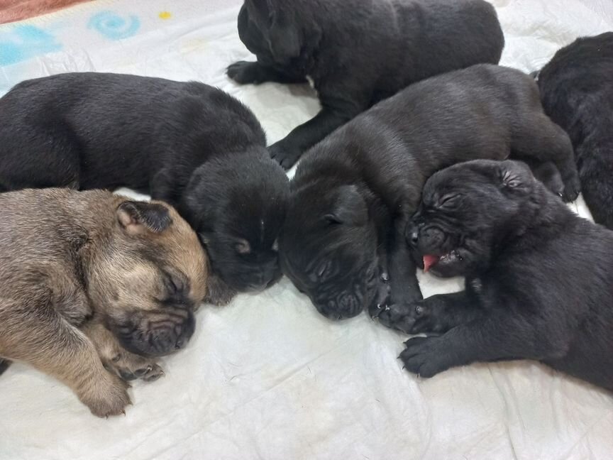 Щенки кане корсо бесплатно