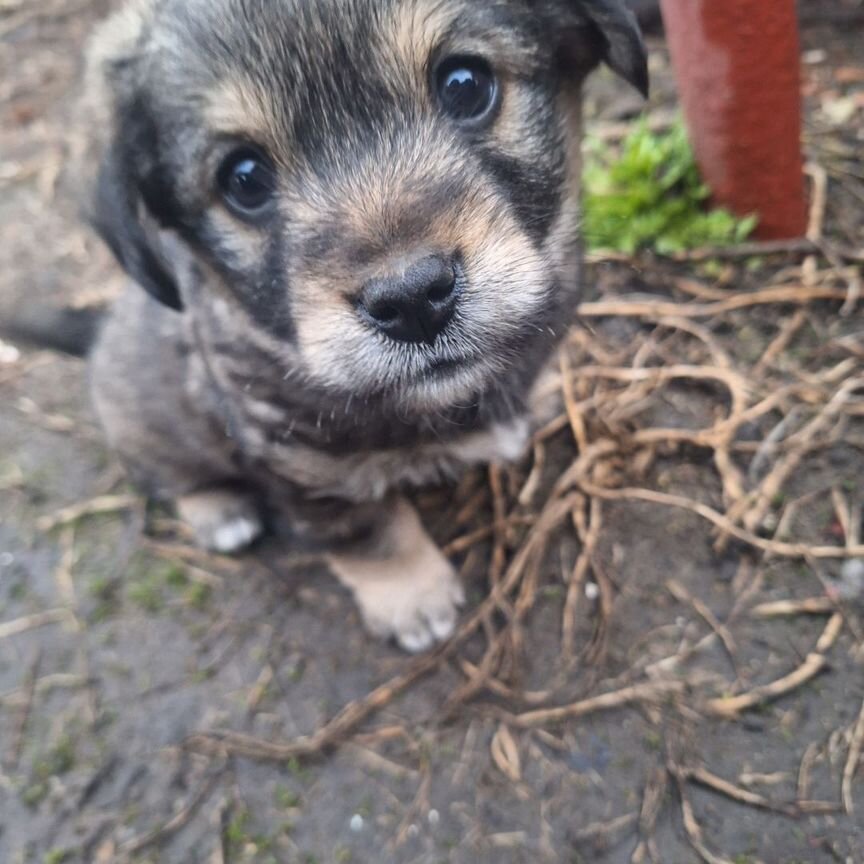 Продажа щенков