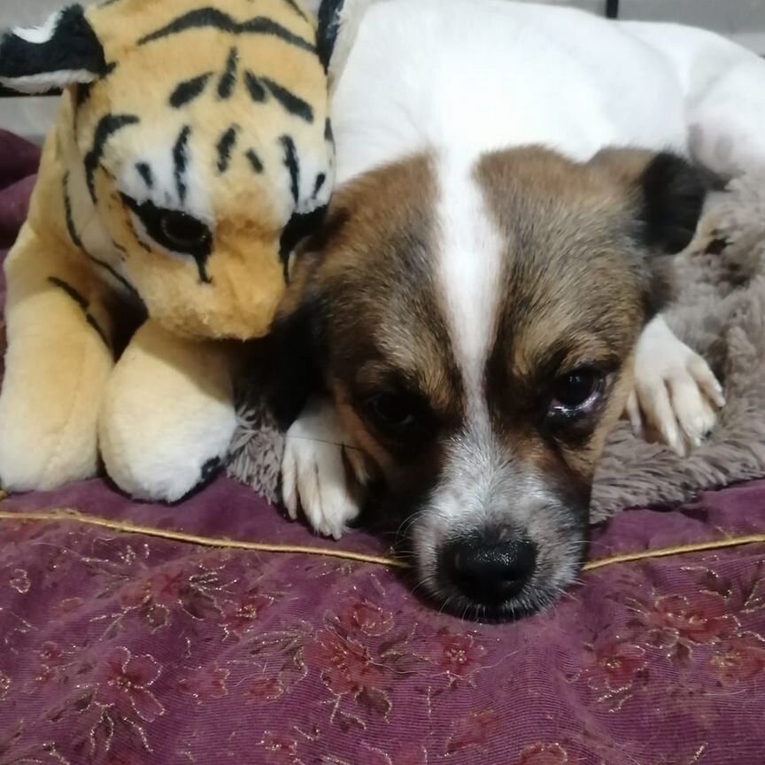 Манюне нужен дом