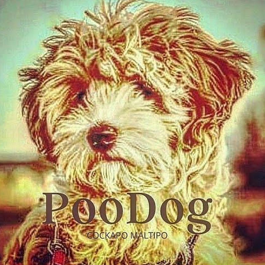 Мальтипу, щенок