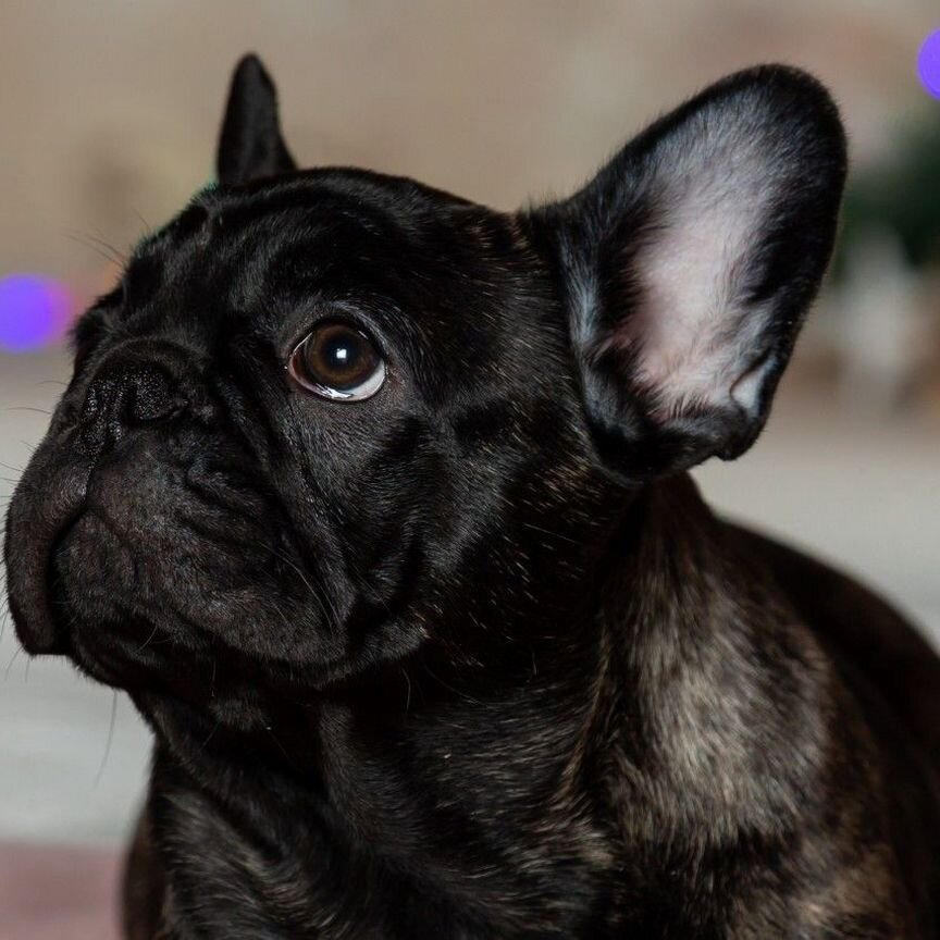 Французский бульдог щенки