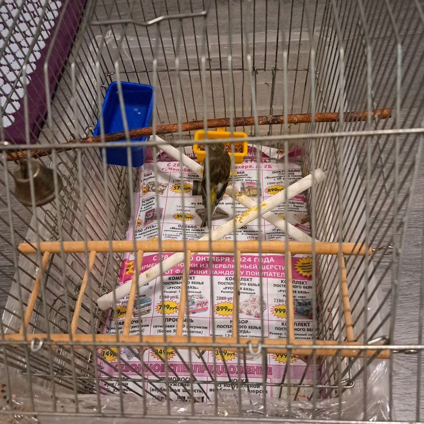 Кенара и канарейки