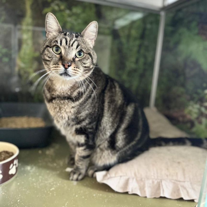 Кот Милый Жан