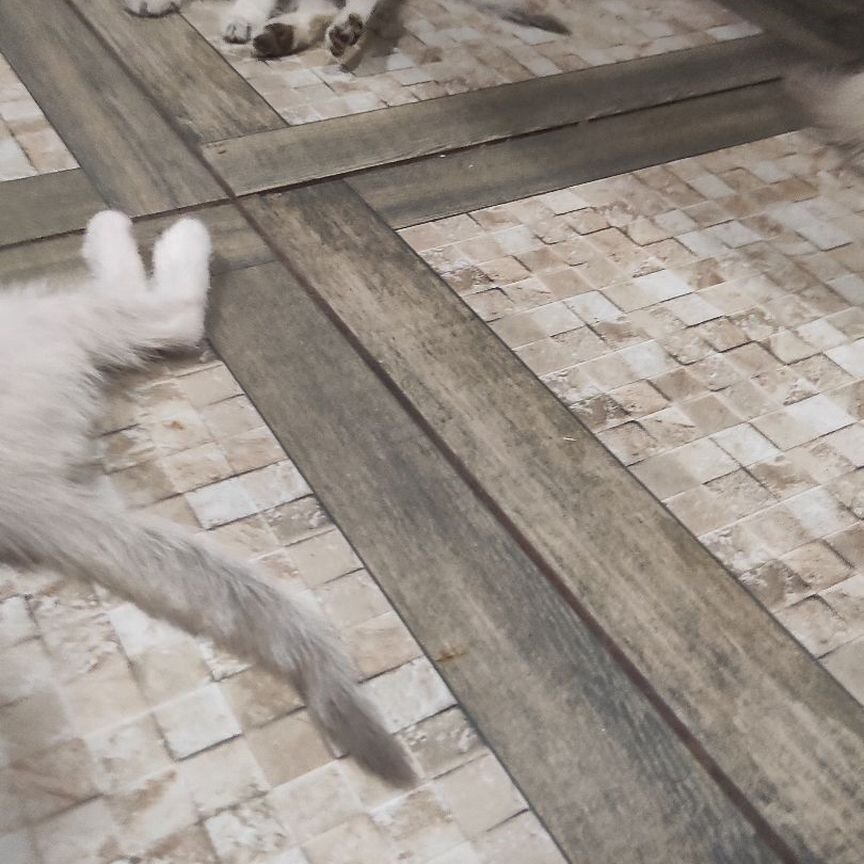 Котик сфинкс