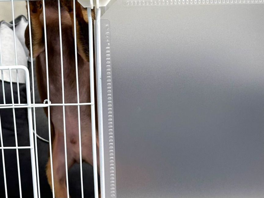 Мини той-терьер