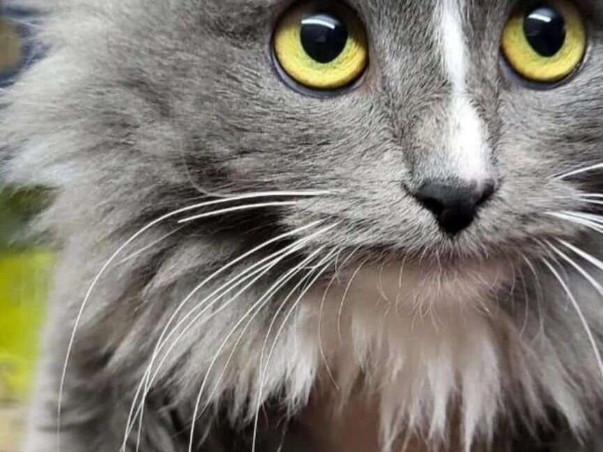 Серая кошка из приюта ищет дом.В добрые руки