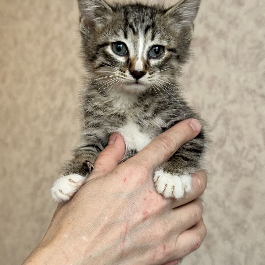 Спасенный котенок в добрые руки