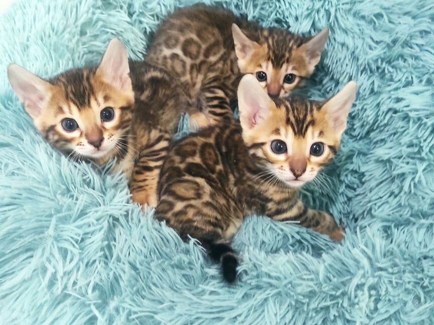 Бенгальские котята