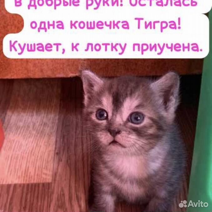 Кошка 1.5 месяца