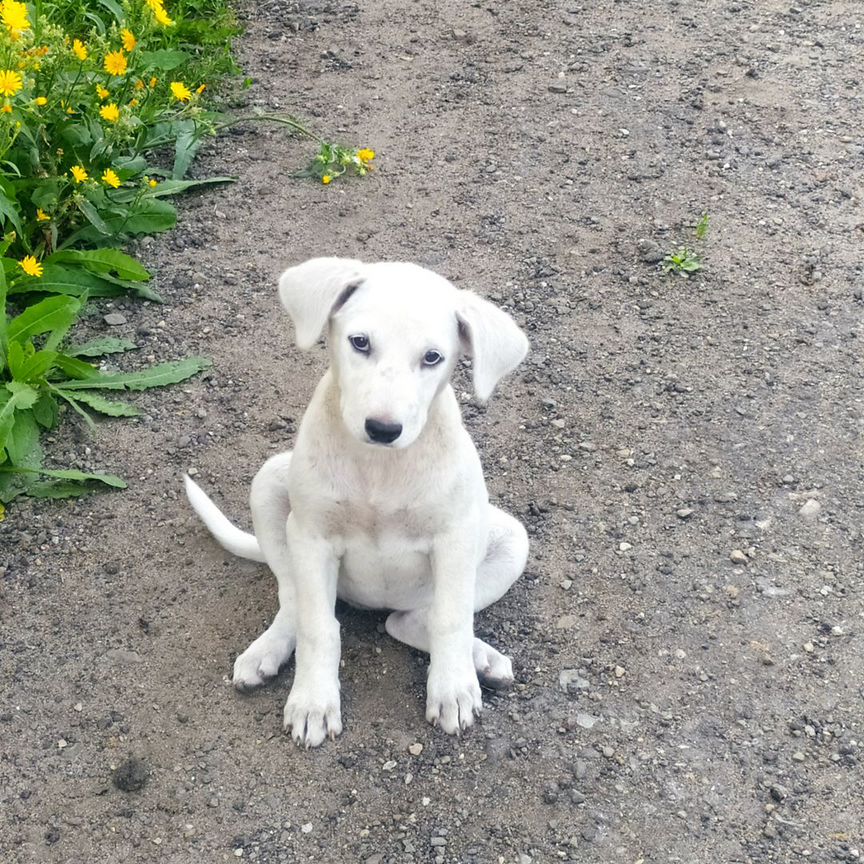 Красивые щенки