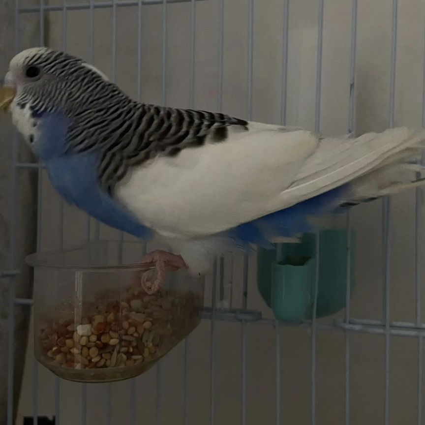 Волнистый попугай с клеткой