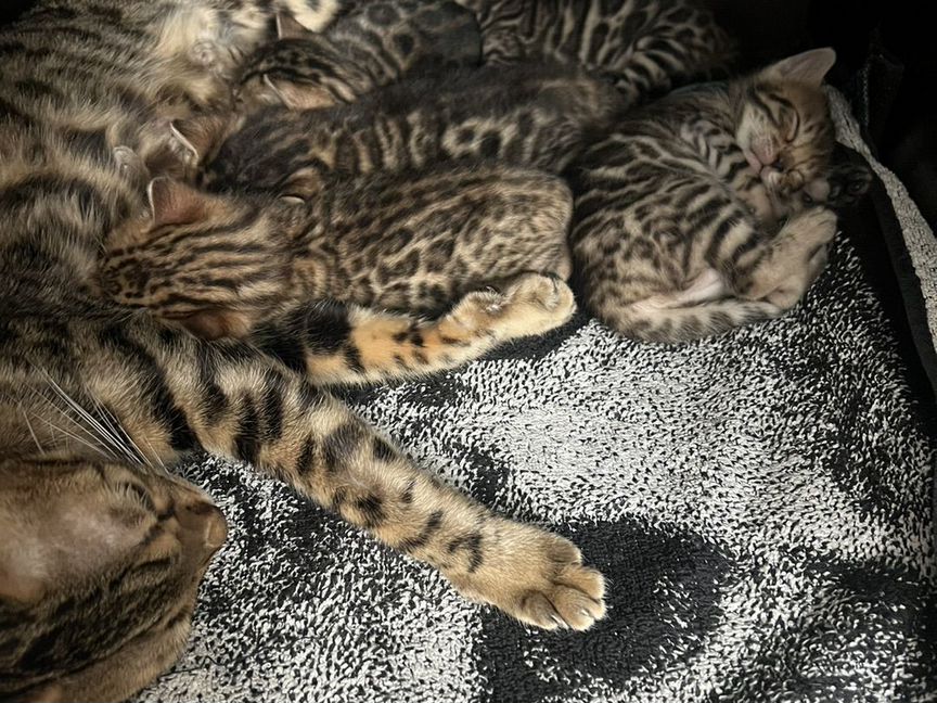 Бенгальские котята