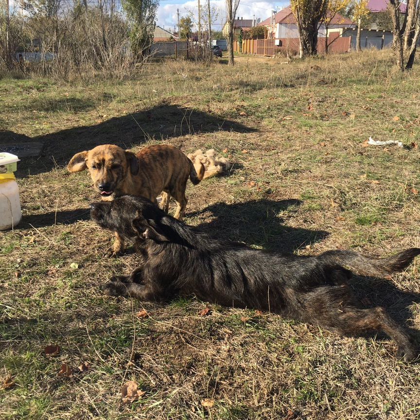 Отдаются в заботливые, добрые руки