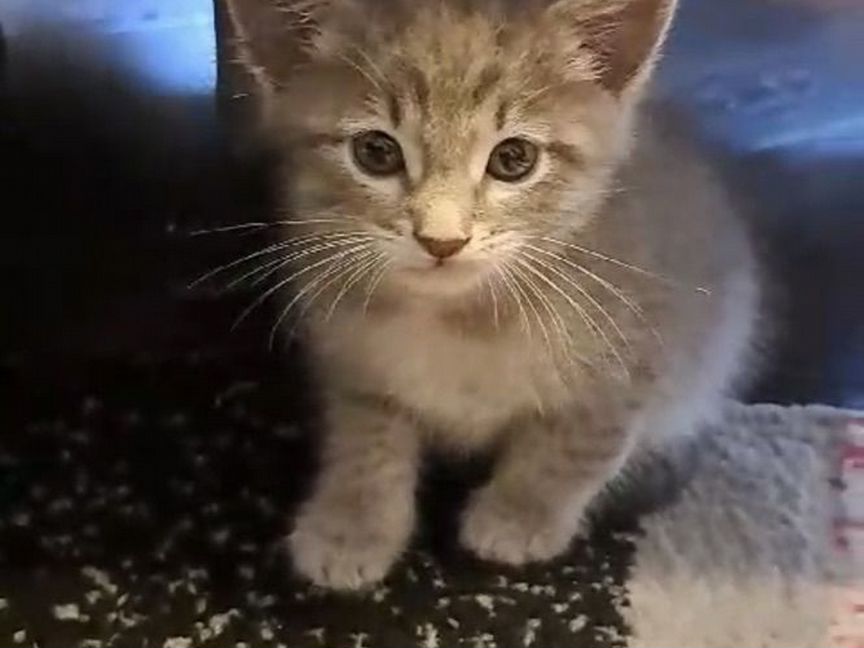 Дымчатые котята