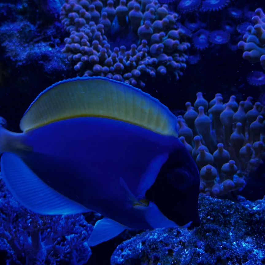 Белогрудый хирург