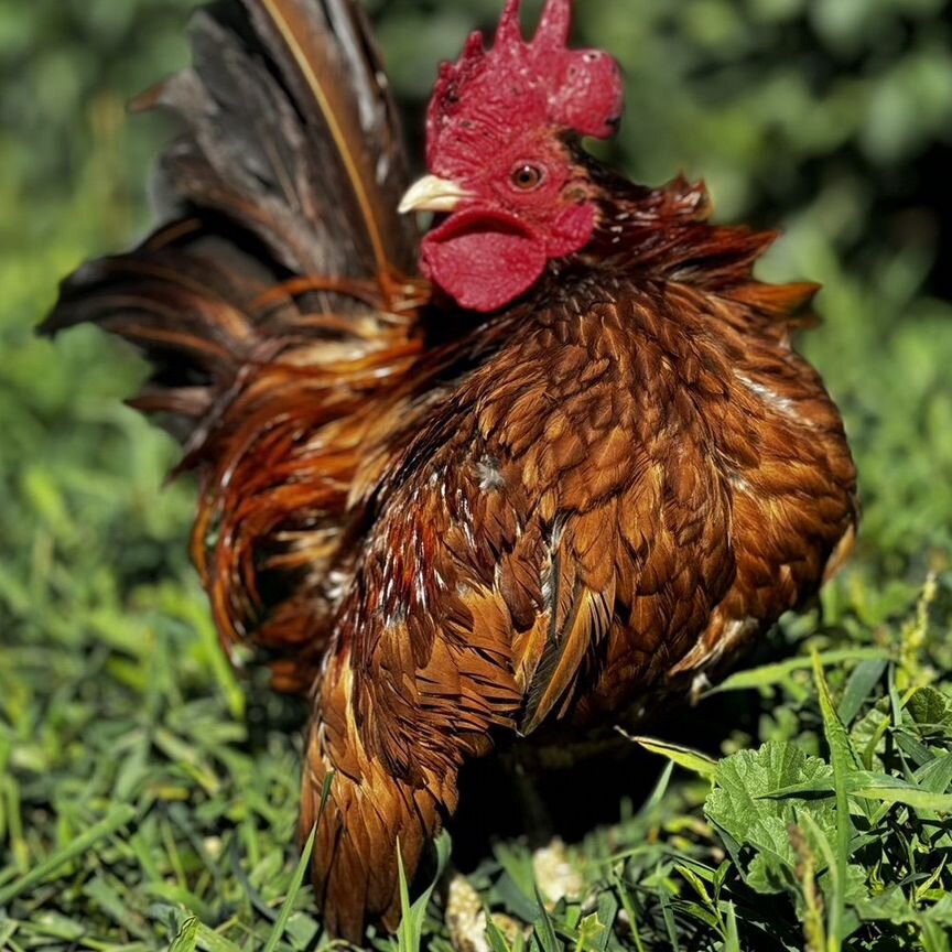 Серама петух