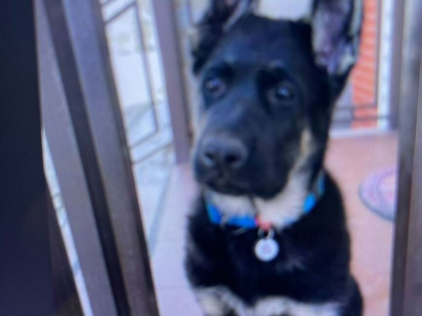 Щенки черно-подпалой немецкой овчарки