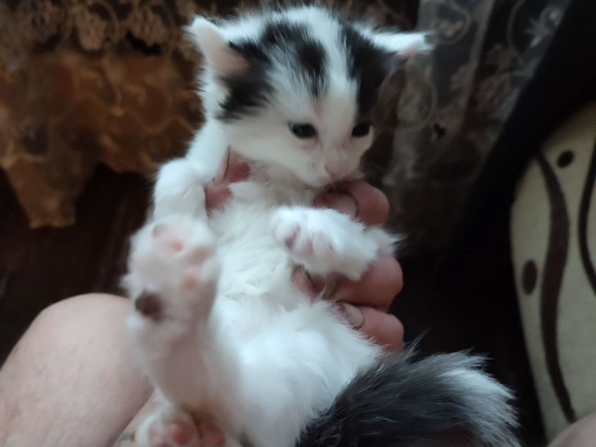 Отдам бесплатно животные