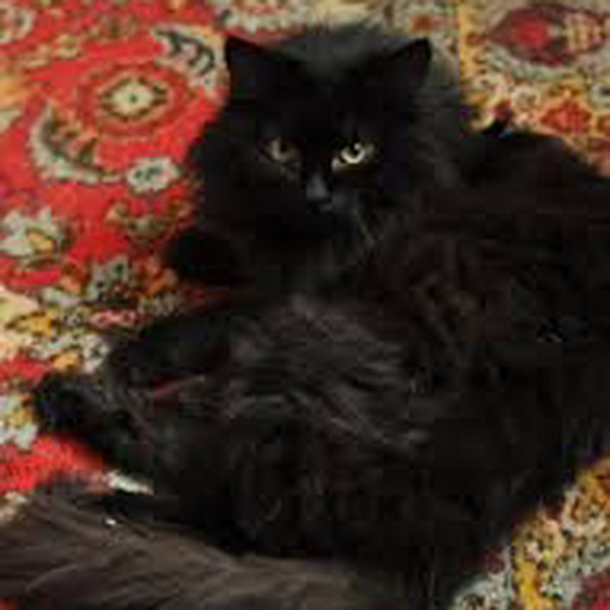 Потерялся кот