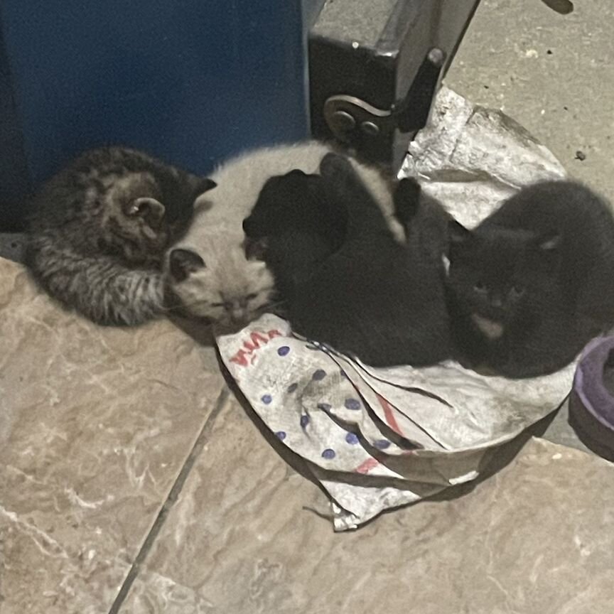 Котёнок в добрые руки