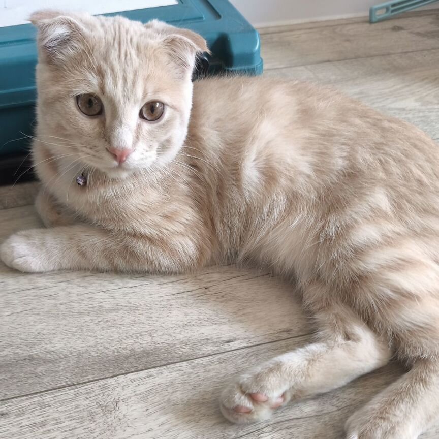 Британский короткошёрстный котёнок