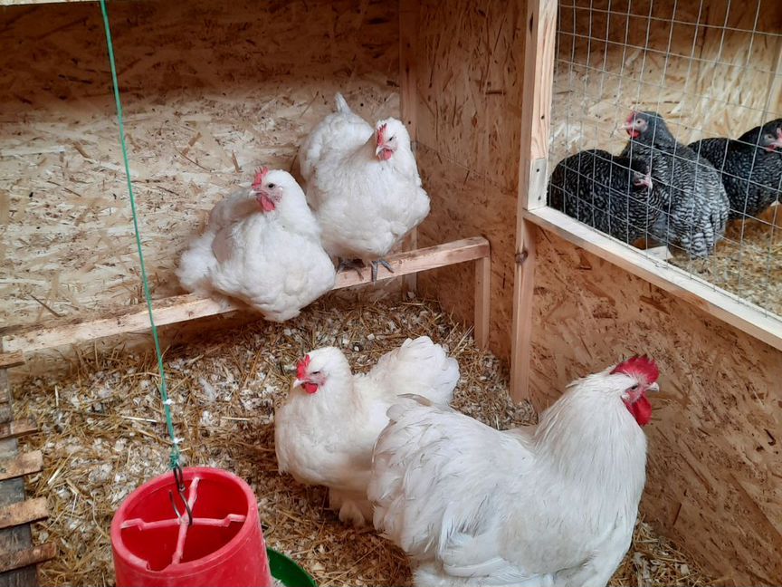 Куры орпингтон